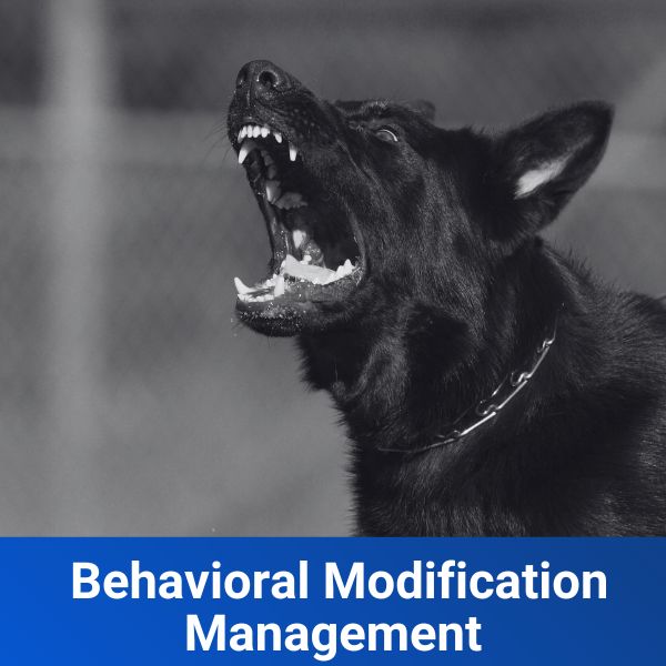 Behavioral Modification Management | Charlotte Dog Trainers